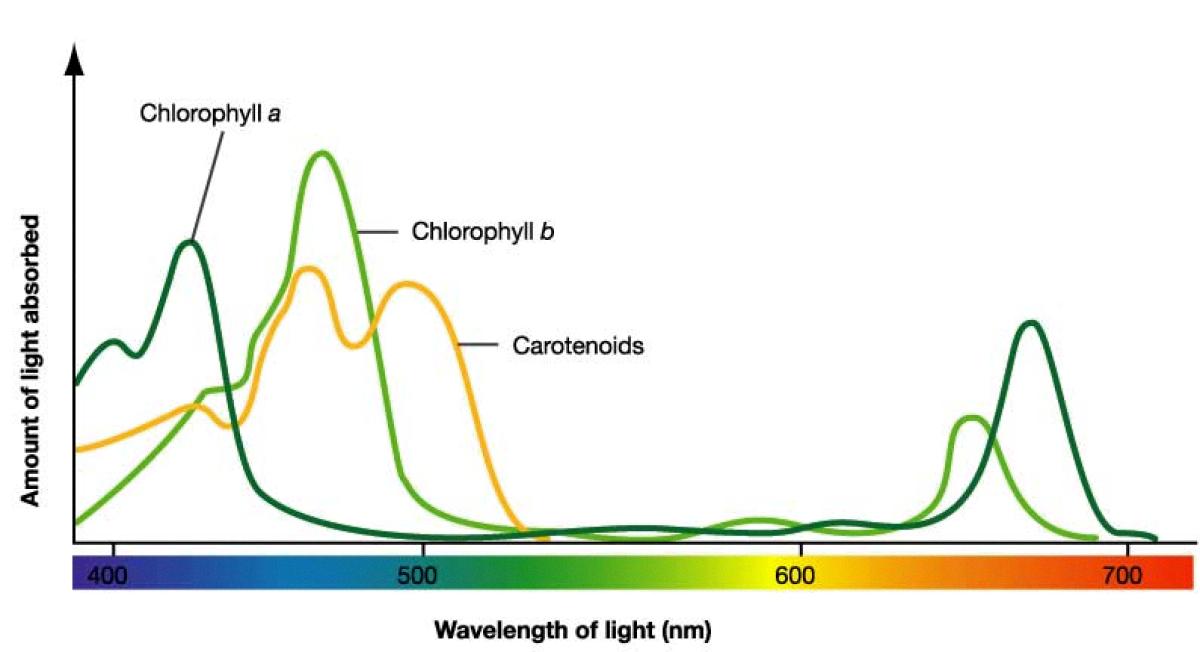 How Pigments Absorb Light
