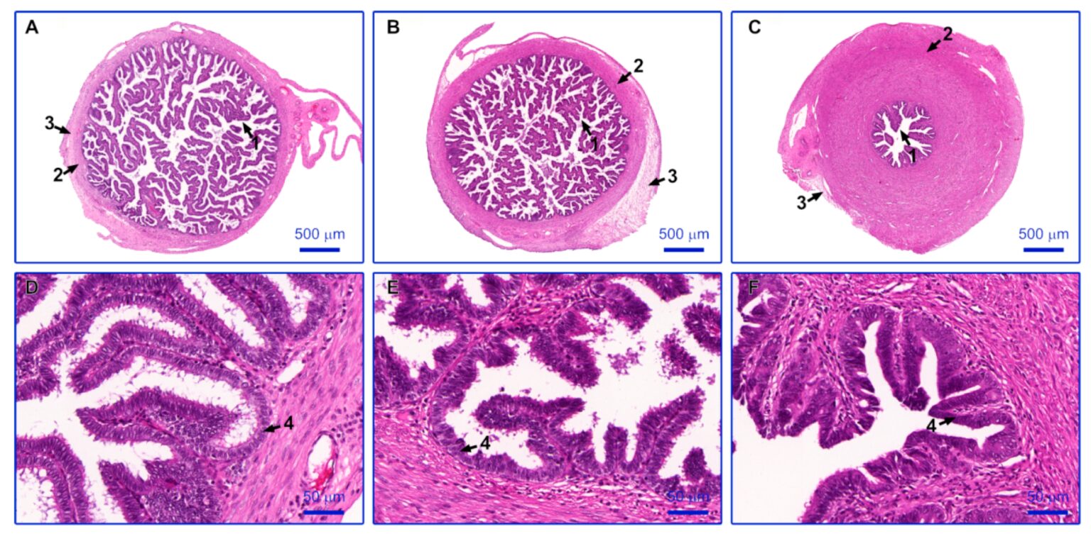 An Outline of the Functions of the Infundibulum